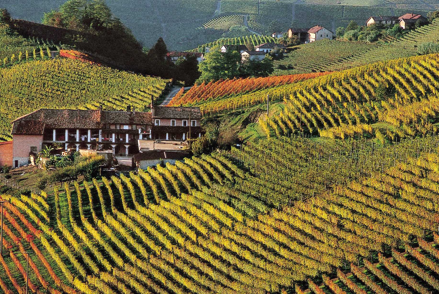 Barolo e Barbaresco, eccellenze del Piemonte