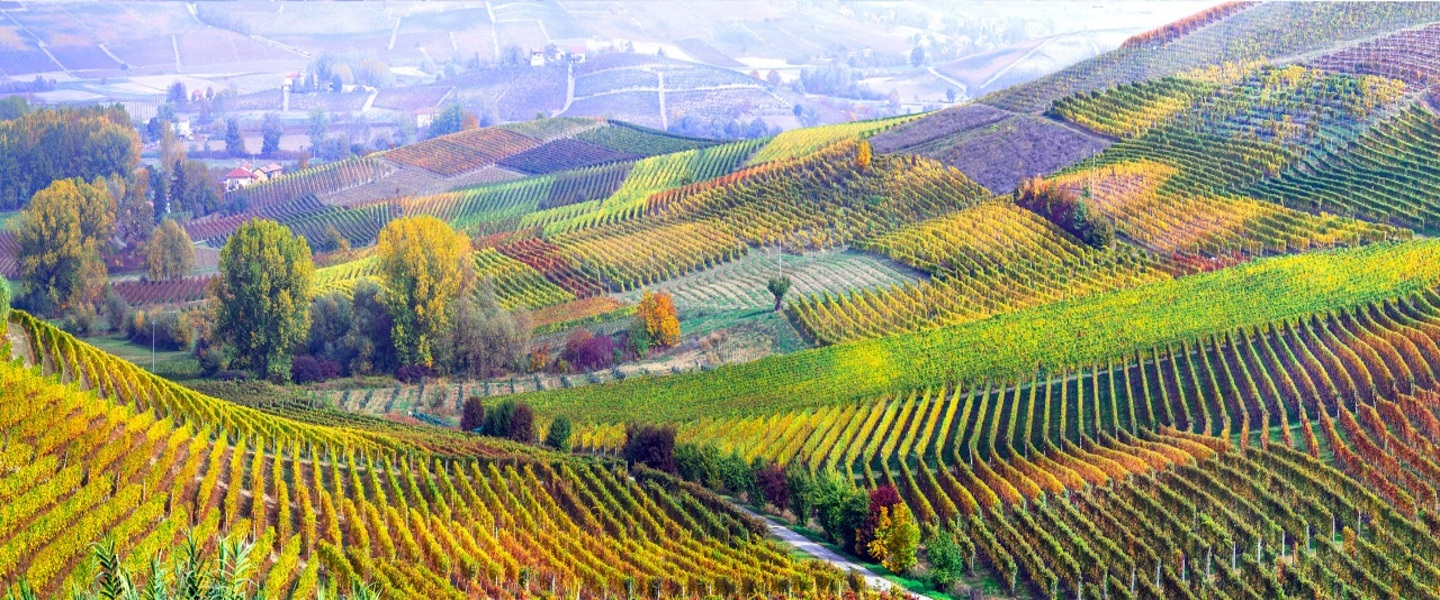 Tour privato nelle Langhe, con degustazione di vini piemontesi ...