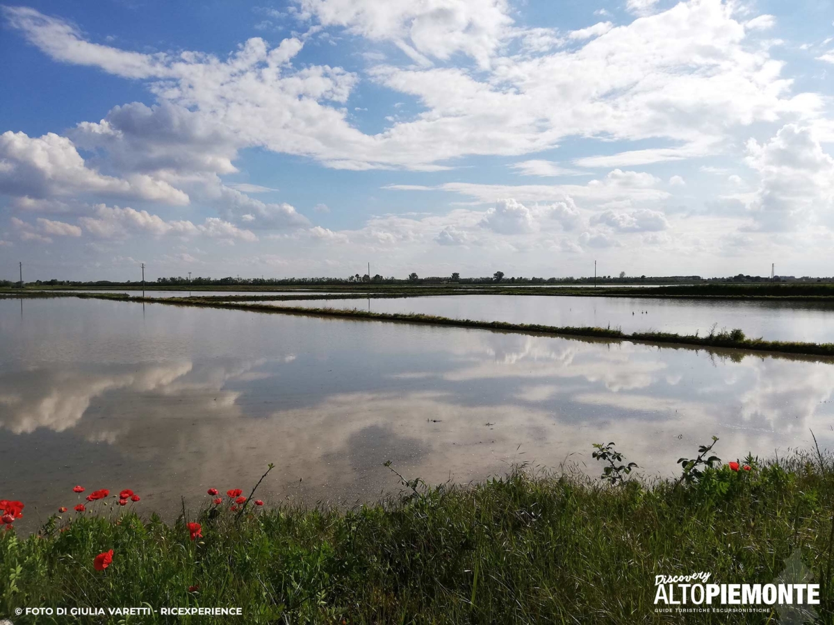 Le Risaie di Vercelli - Booking Piemonte