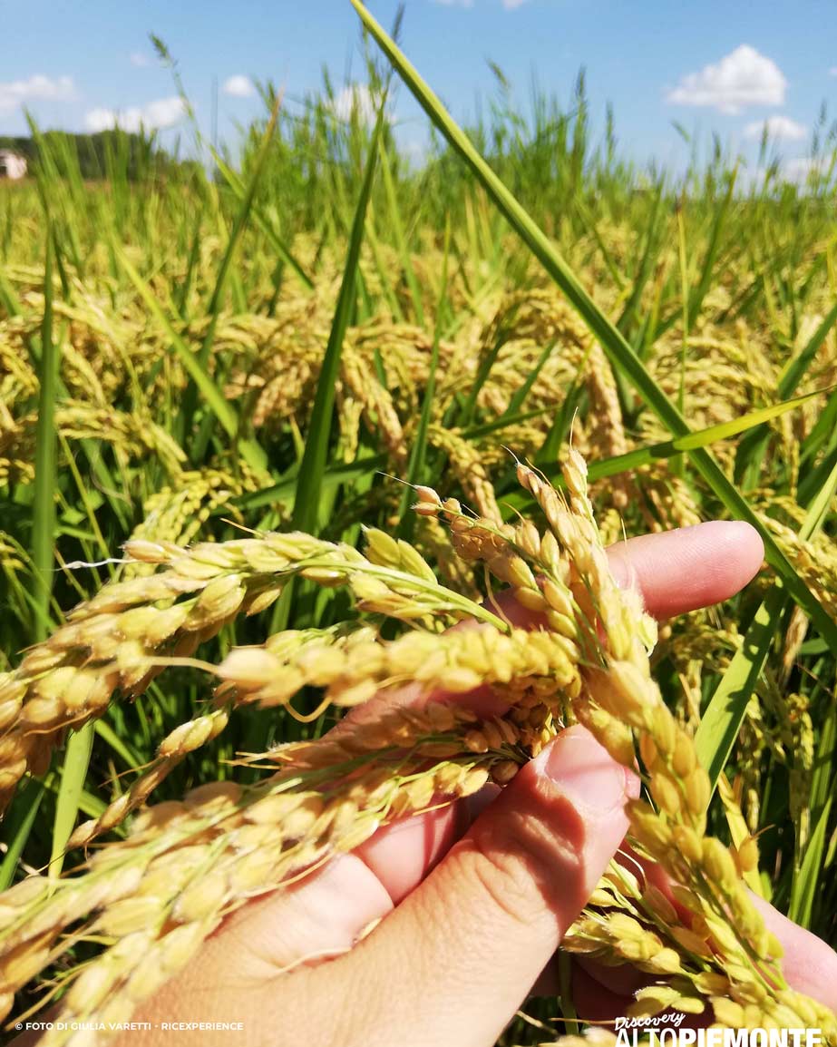 Le Risaie di Vercelli - Booking Piemonte