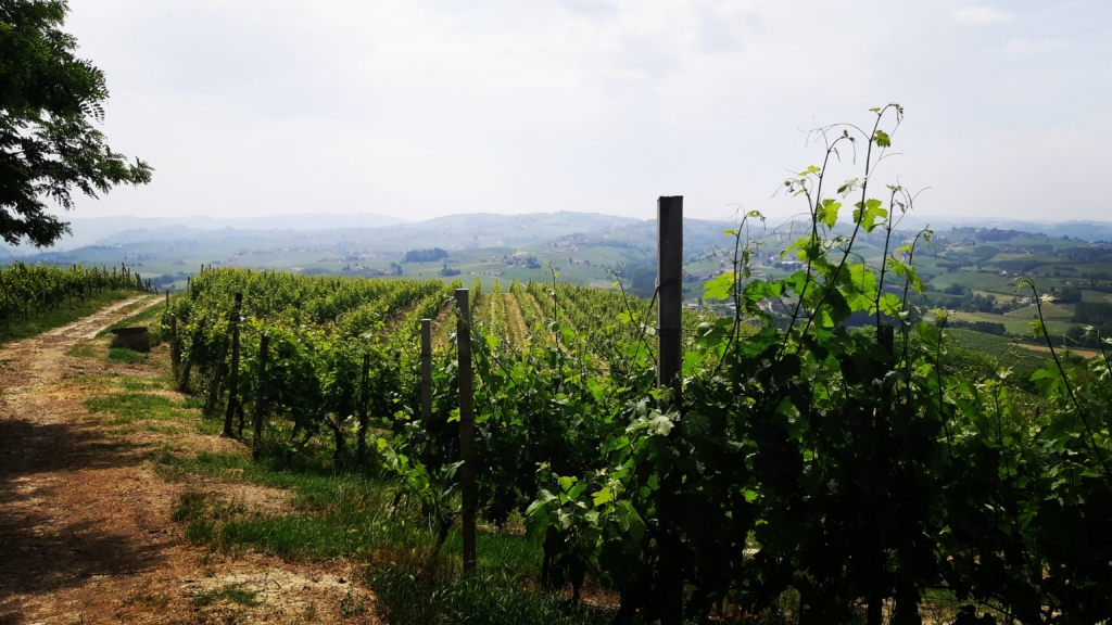 Tour del Barbera in Ebike con accompagnatore - Booking Piemonte